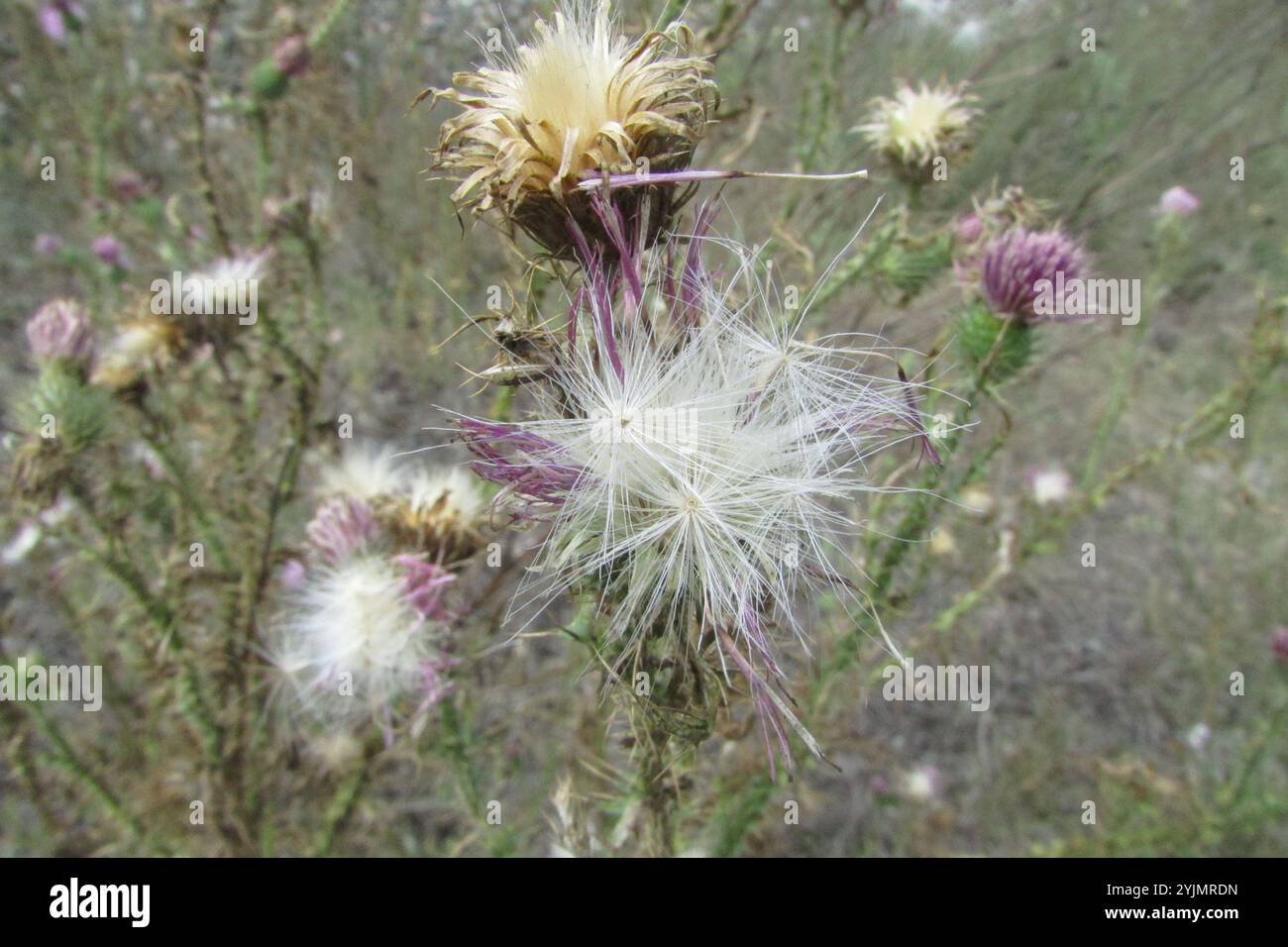 Broad winged thistle hi-res stock photography and images - Alamy