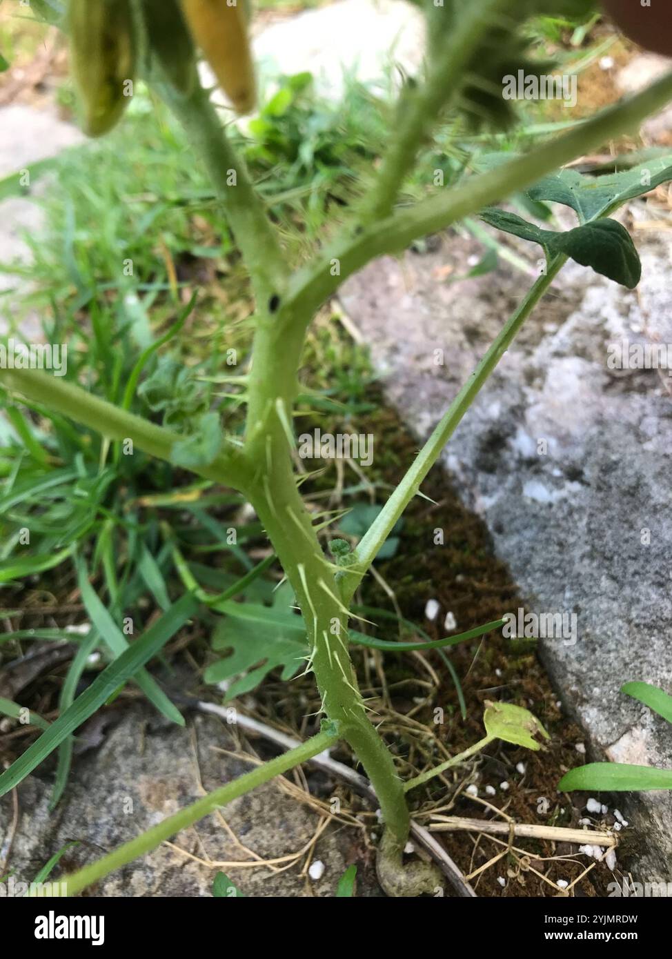 buffalo-bur (Solanum rostratum Stock Photo - Alamy