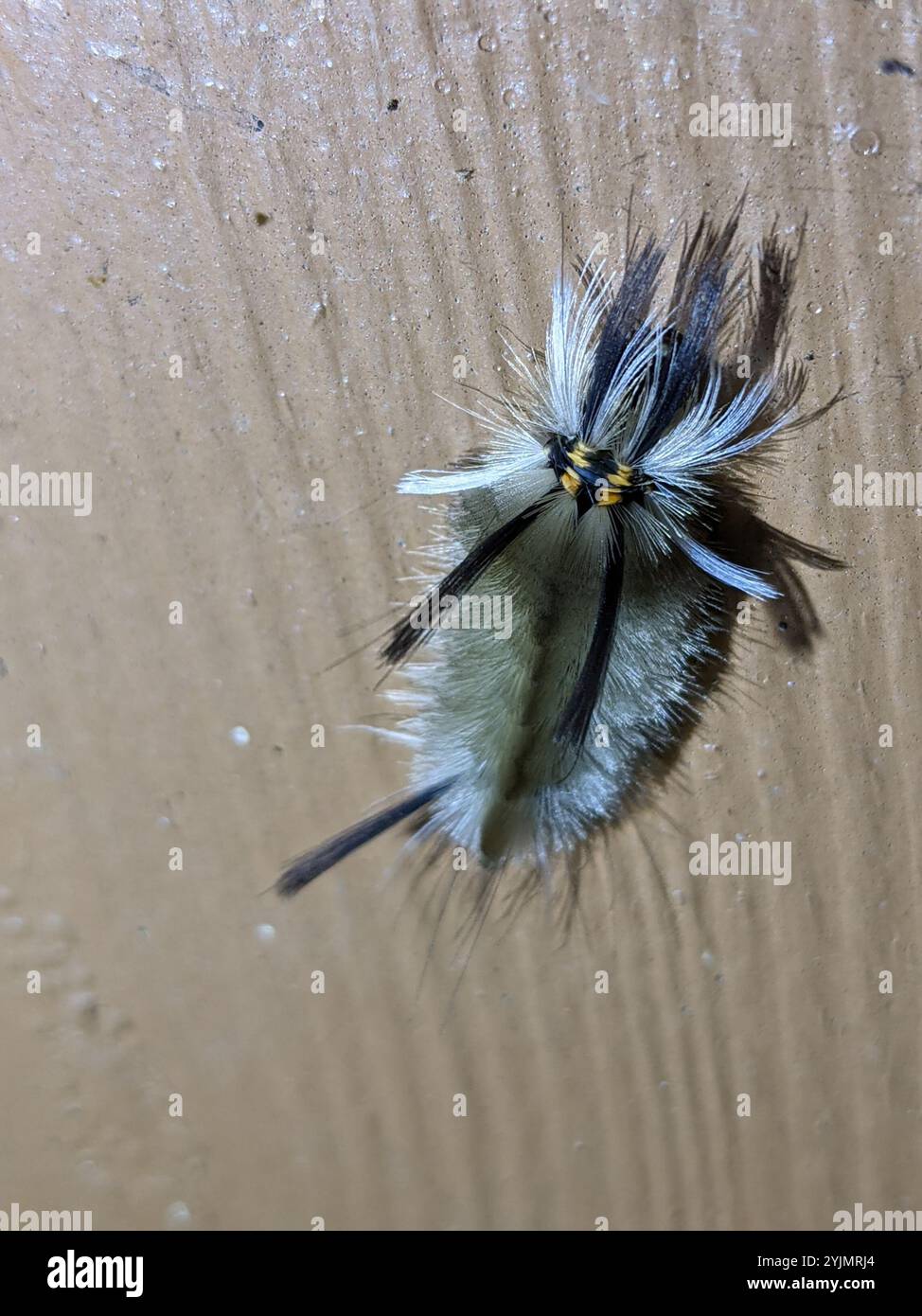 Banded Tussock Moth (Halysidota tessellaris Stock Photo - Alamy