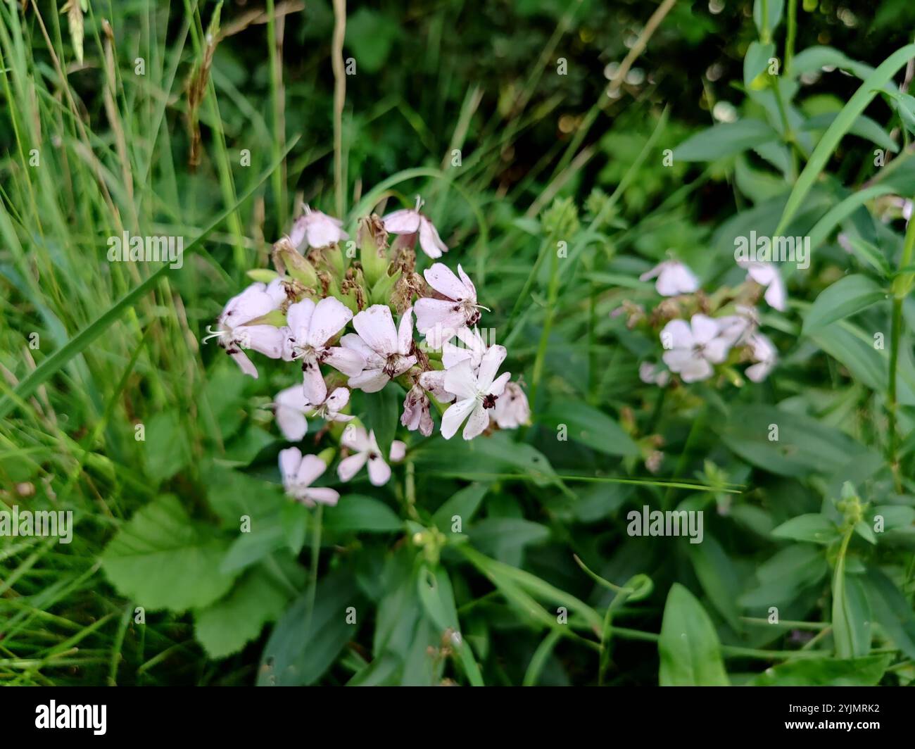 common soapwort (Saponaria officinalis Stock Photo - Alamy