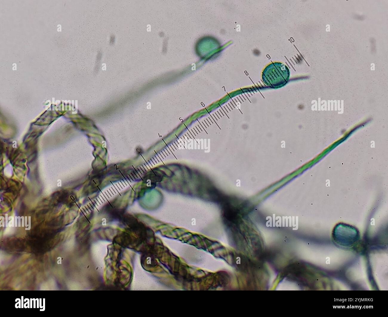 Trichia botrytis hi-res stock photography and images - Alamy