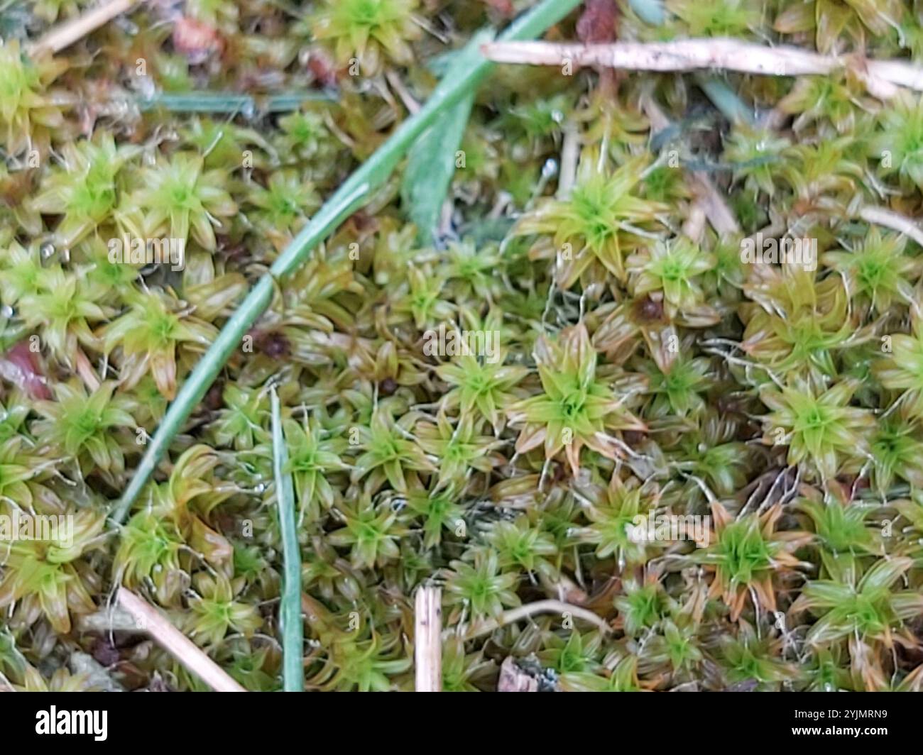 Star Moss (Syntrichia ruralis Stock Photo - Alamy