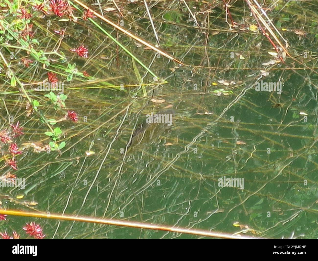 Ray-finned Fishes (Actinopterygii Stock Photo - Alamy