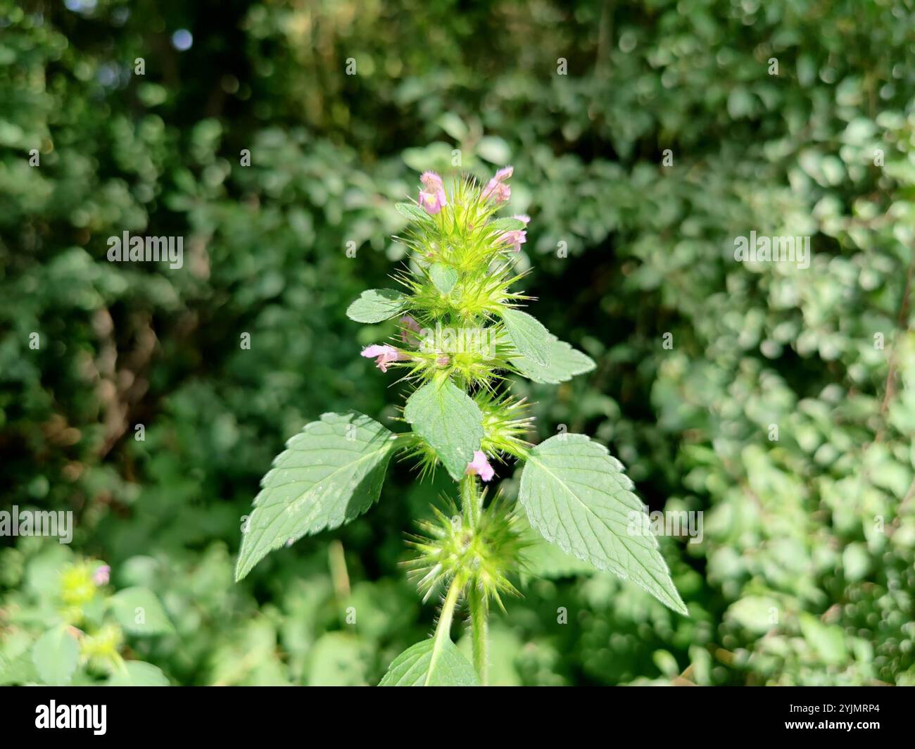 Common hemp-nettle (Galeopsis tetrahit Stock Photo - Alamy