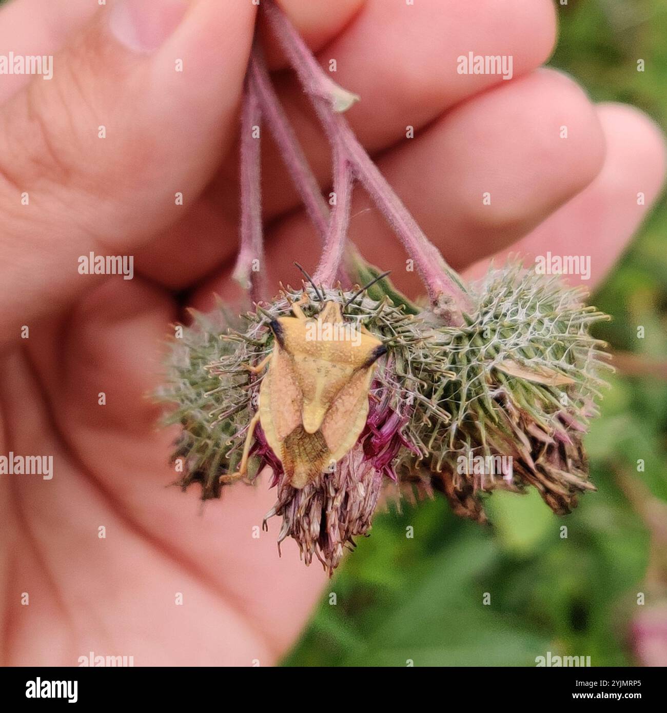 northern fruit bug (Carpocoris fuscispinus Stock Photo - Alamy
