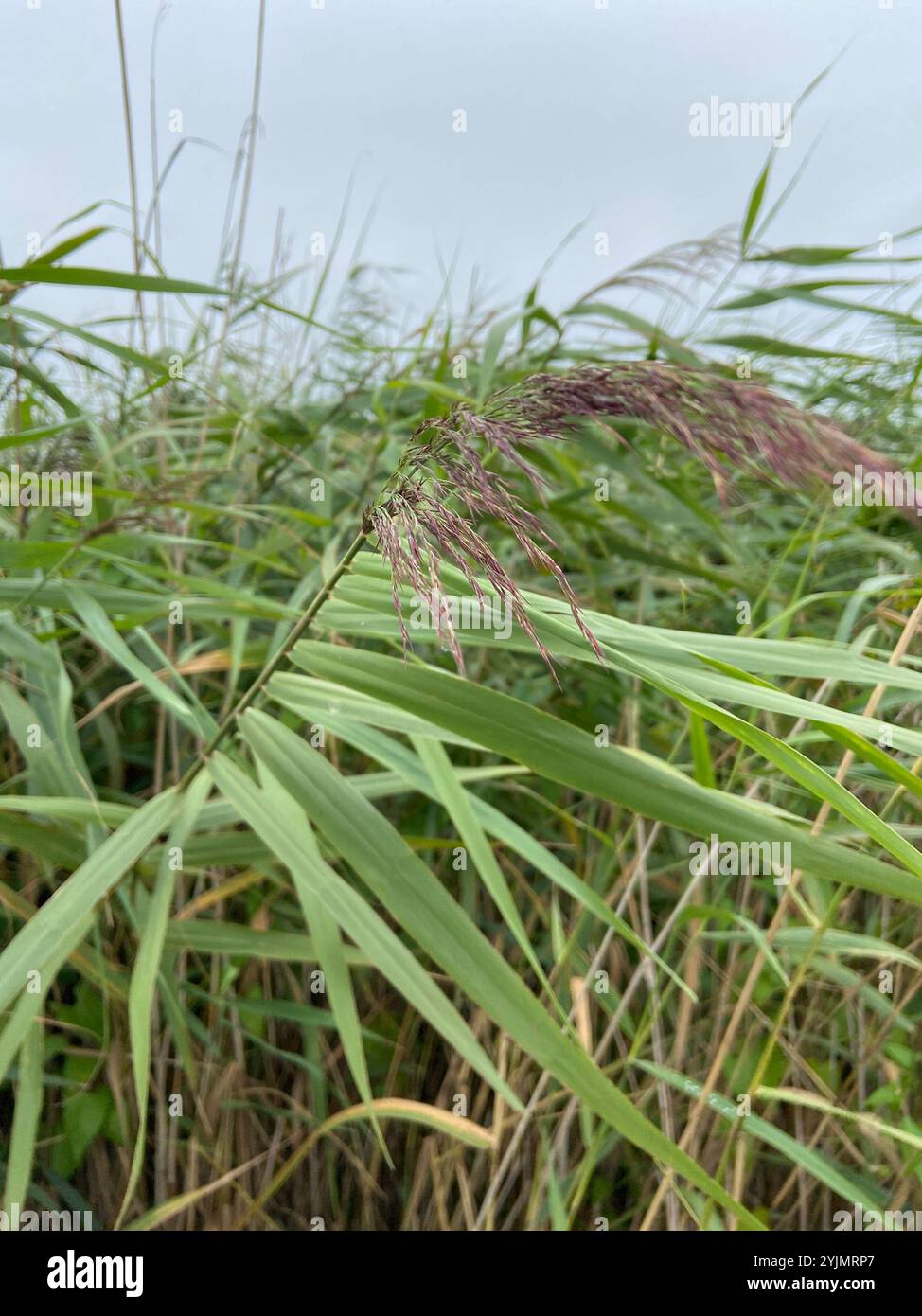 European reed (Phragmites australis australis Stock Photo - Alamy