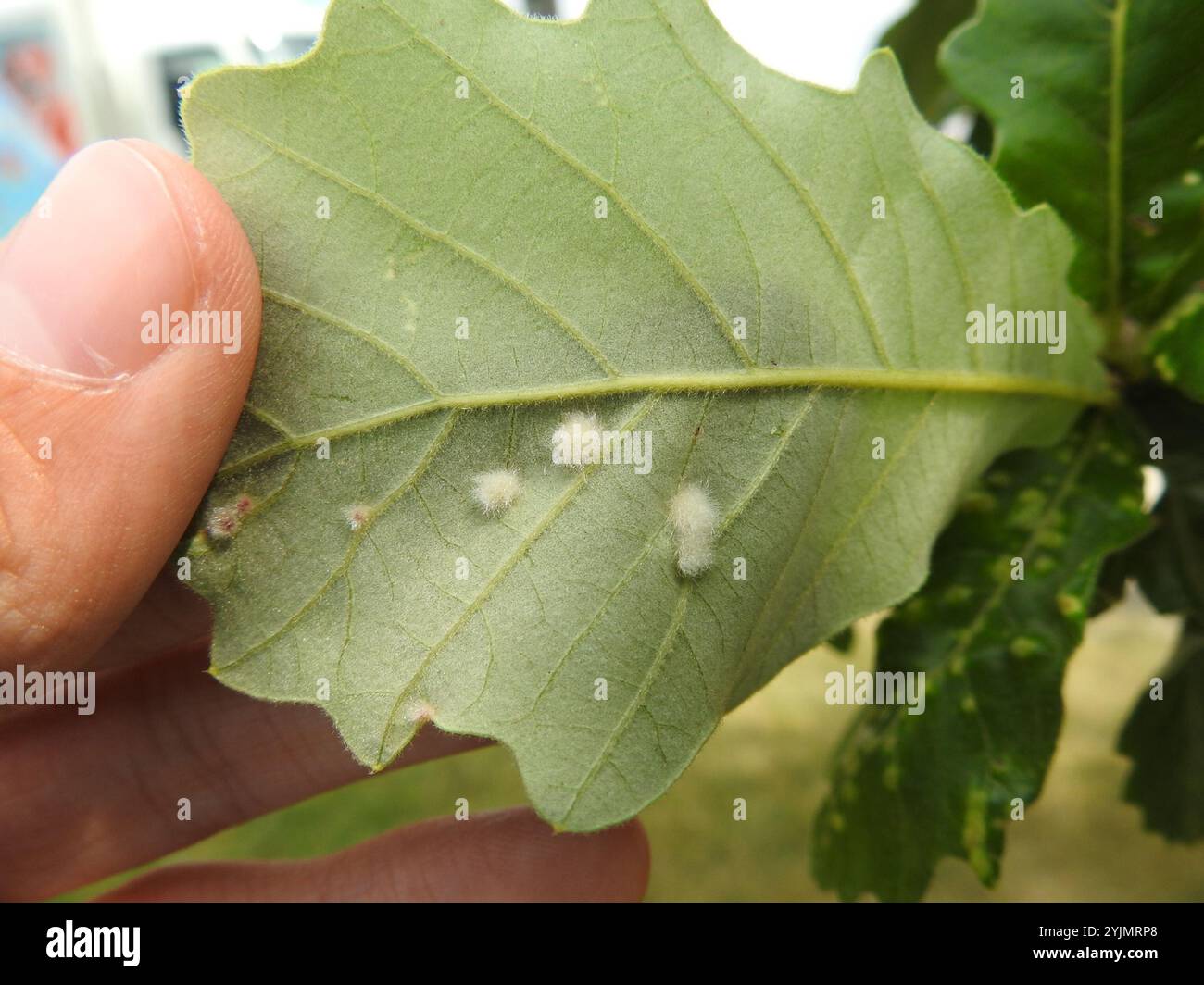 oak flake gall wasp (Neuroterus quercusverrucarum Stock Photo - Alamy