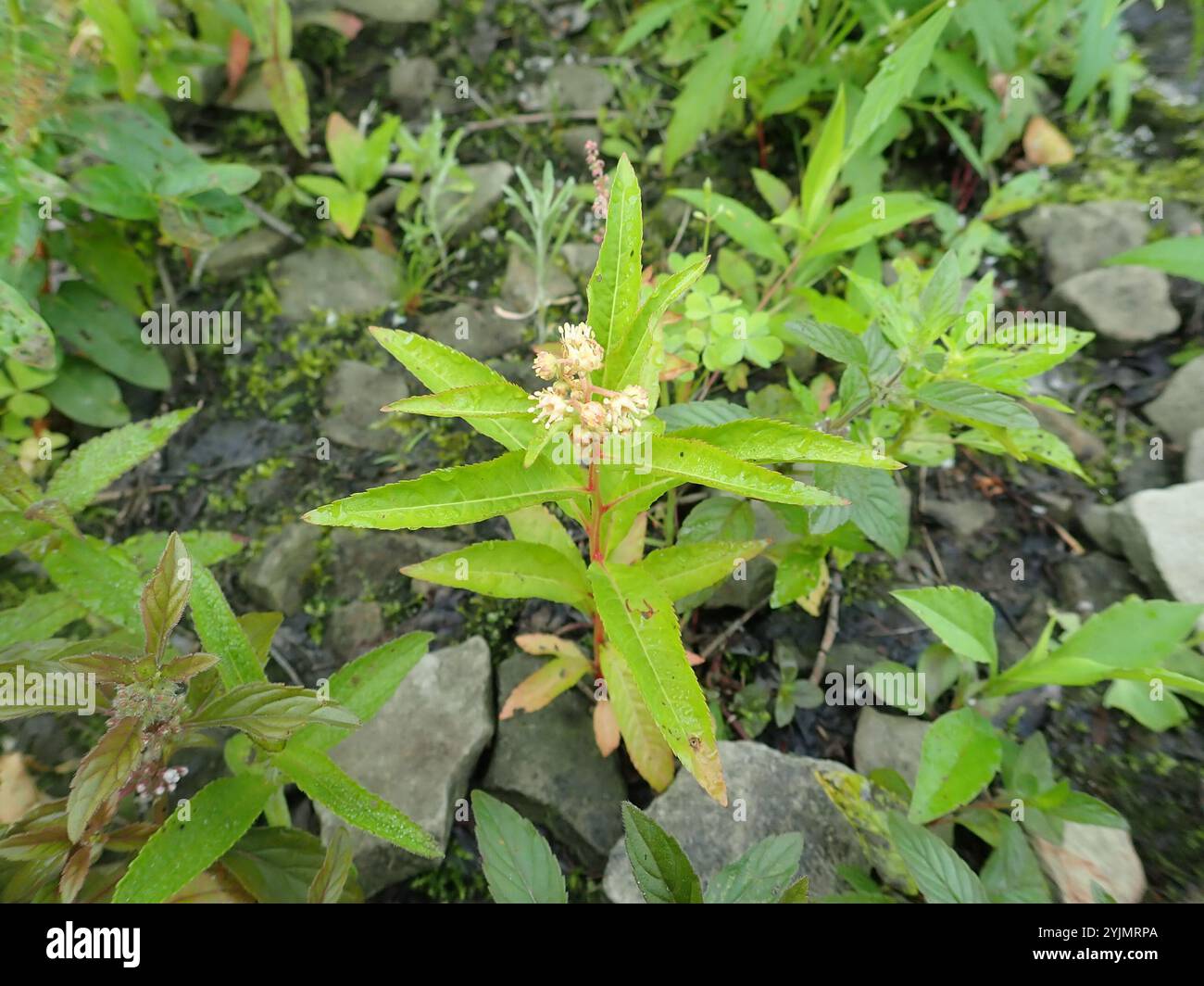 Penthorum hi-res stock photography and images - Alamy