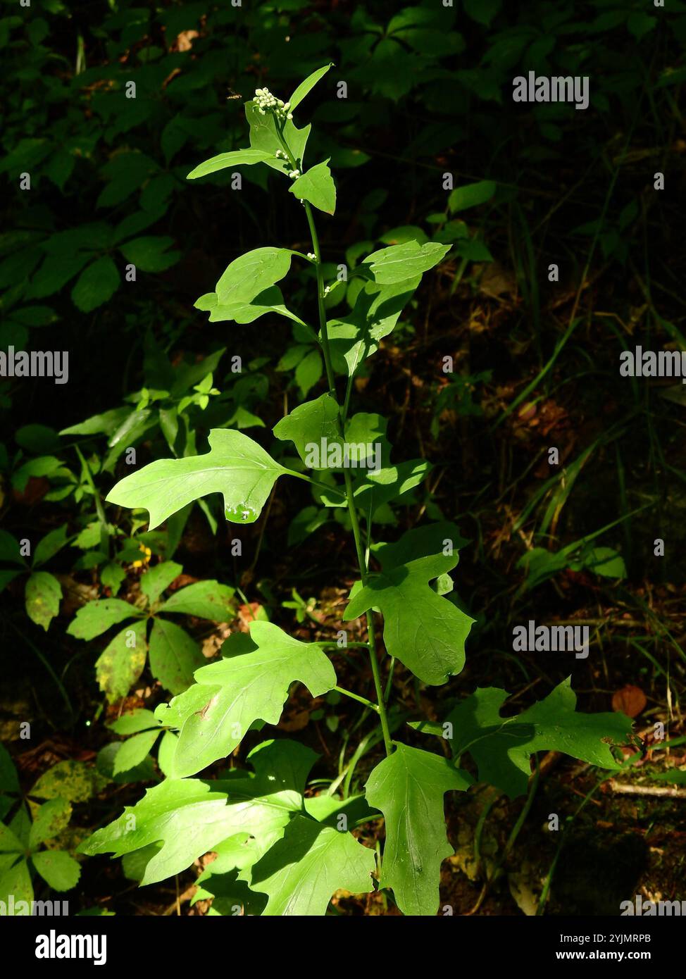 tall rattlesnake root (Nabalus altissimus Stock Photo - Alamy