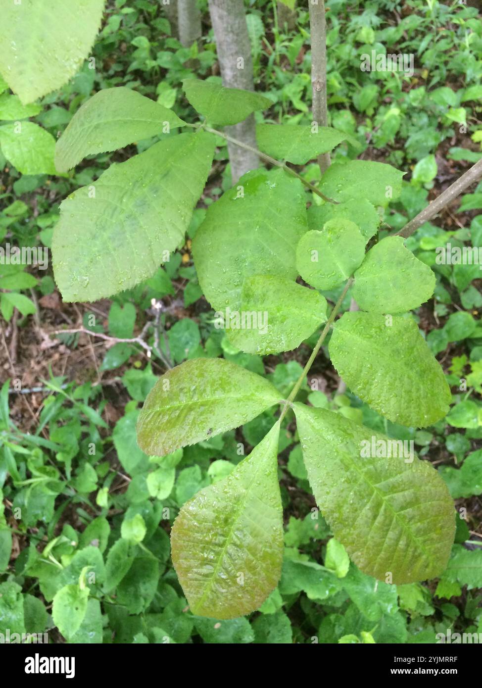 bitternut hickory (Carya cordiformis Stock Photo - Alamy