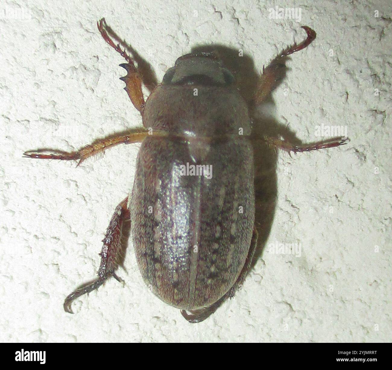 Adoretus hi-res stock photography and images - Alamy