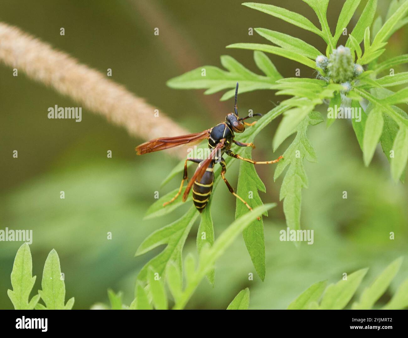 Northern Paper Wasp (Polistes fuscatus Stock Photo - Alamy