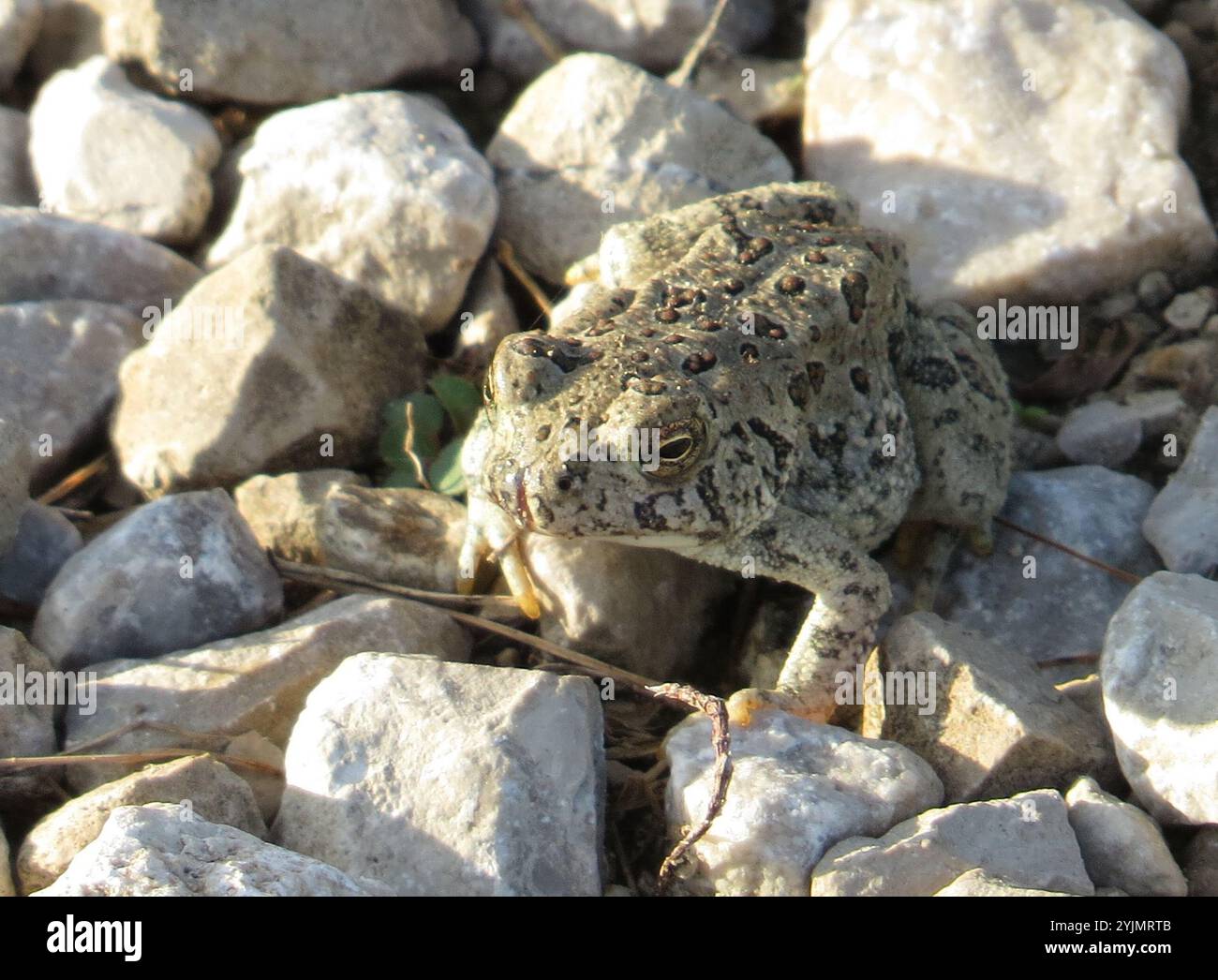 Fowler's Toad (Anaxyrus fowleri Stock Photo - Alamy