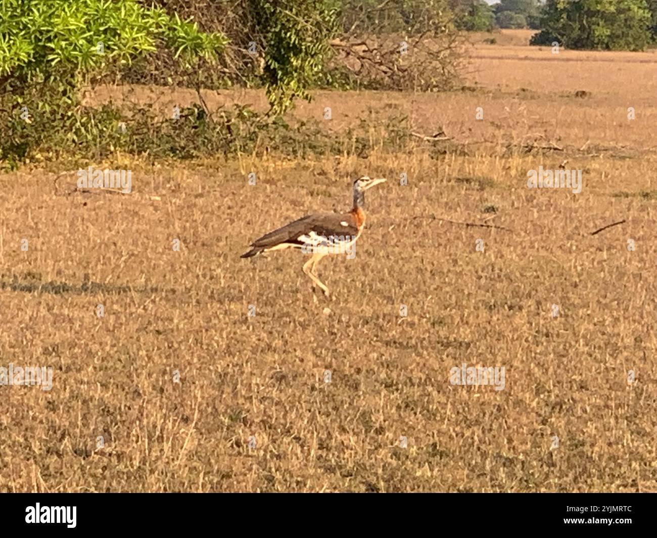 Denhams bustard hi-res stock photography and images - Alamy