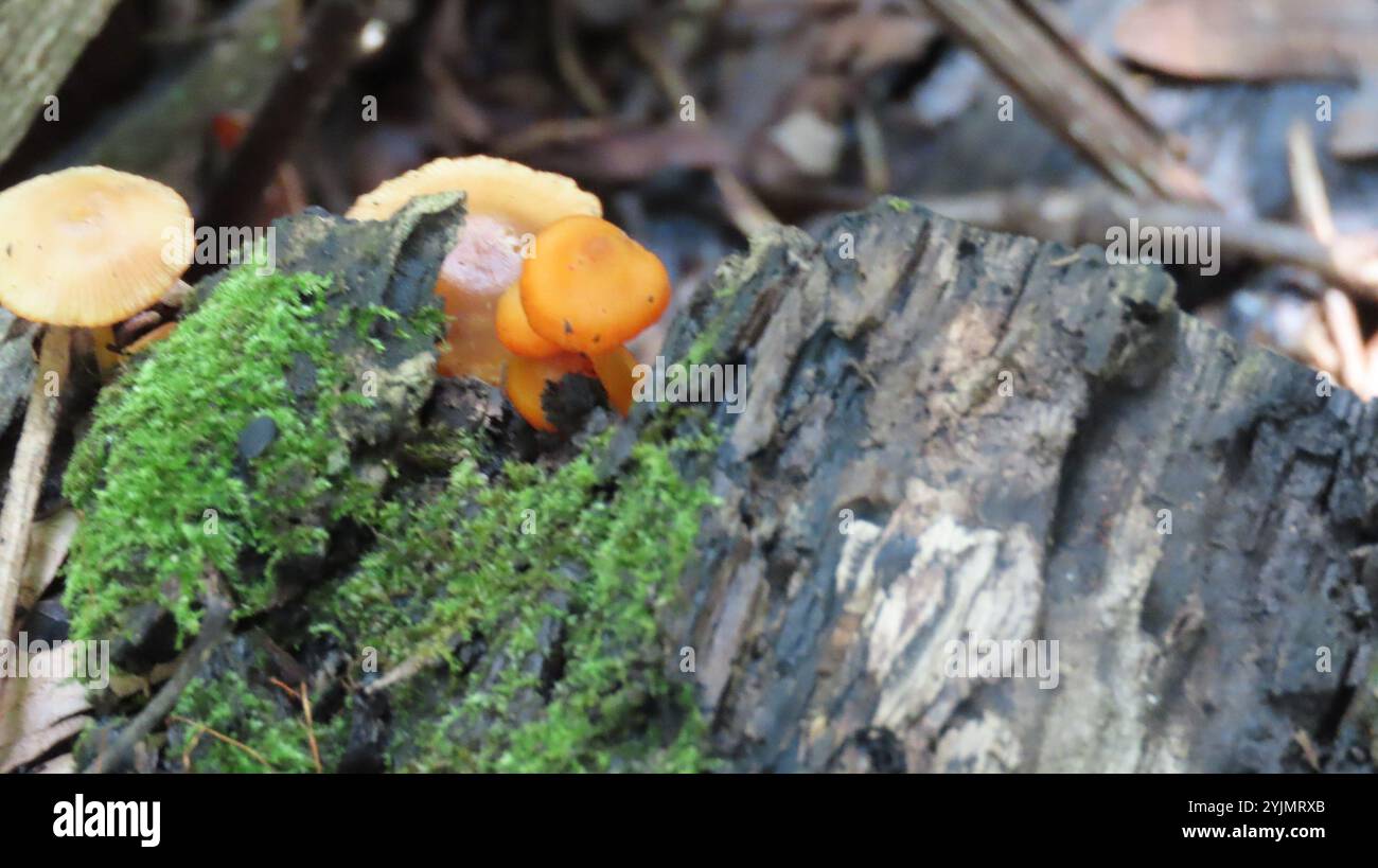 orange mycena (Mycena leaiana Stock Photo - Alamy