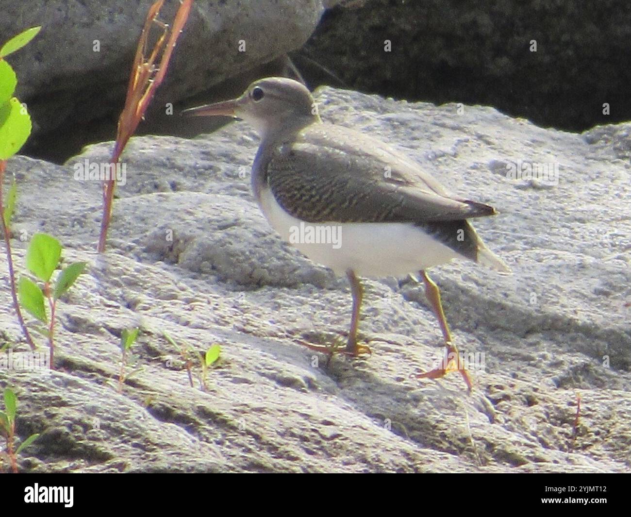 Spotted Sandpiper (Actitis macularius Stock Photo - Alamy