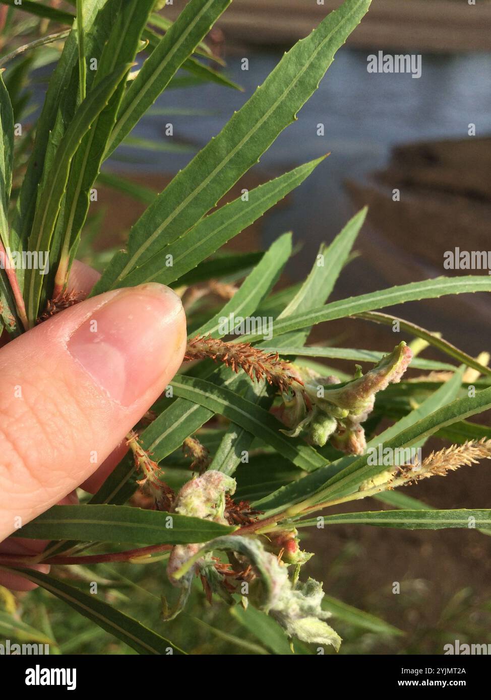 Willow Gall Midges (Rabdophaga Stock Photo - Alamy