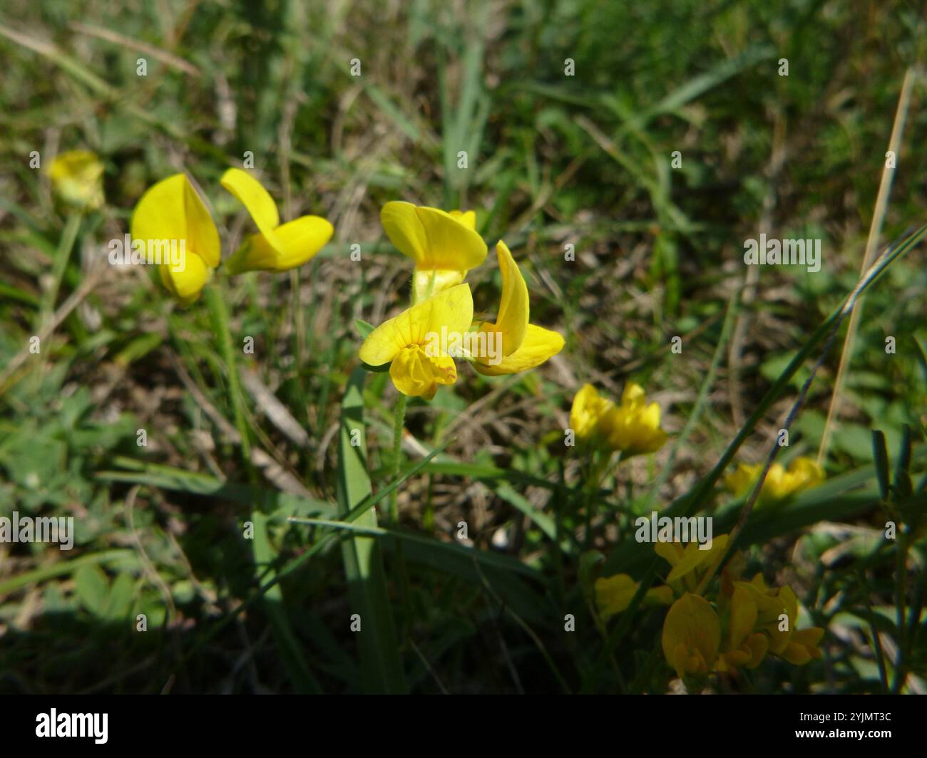 common bird's-foot trefoil (Lotus corniculatus corniculatus Stock Photo ...