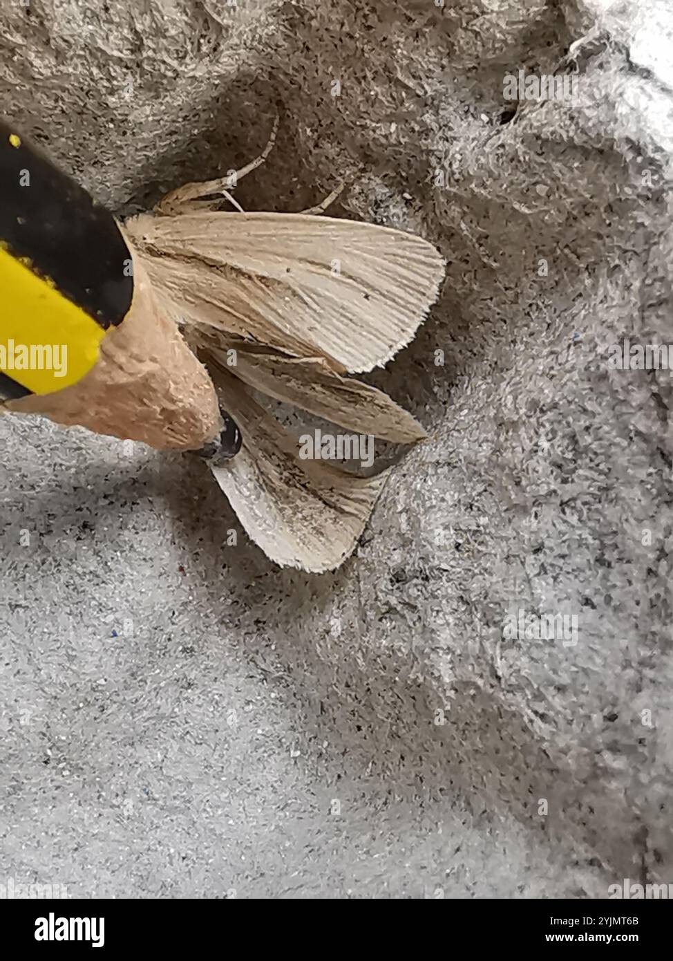 Smoky wainscot hi-res stock photography and images - Alamy