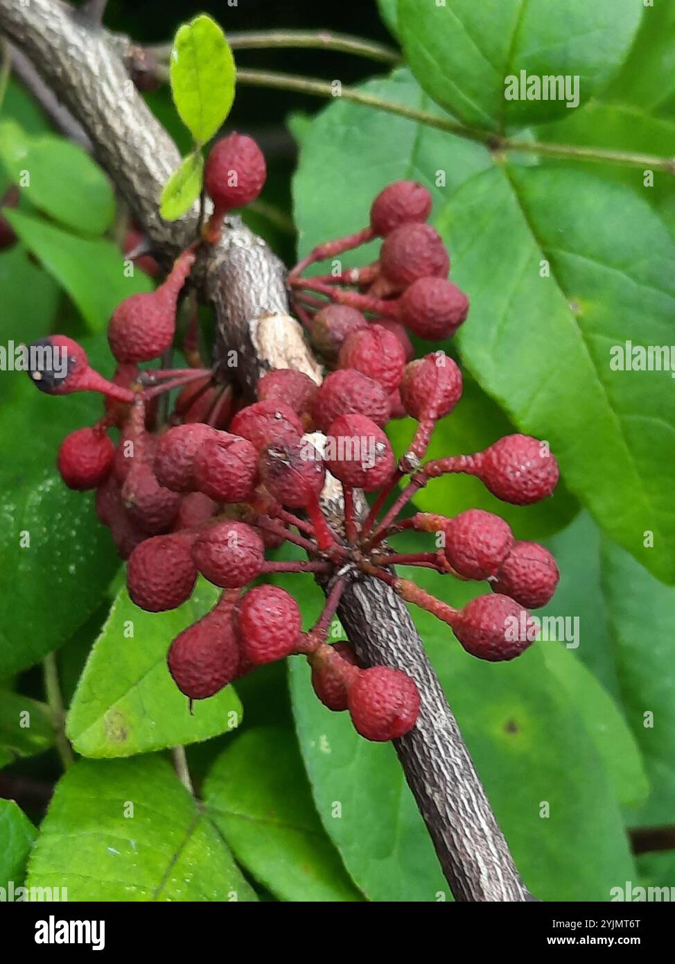 common prickly ash (Zanthoxylum americanum Stock Photo - Alamy