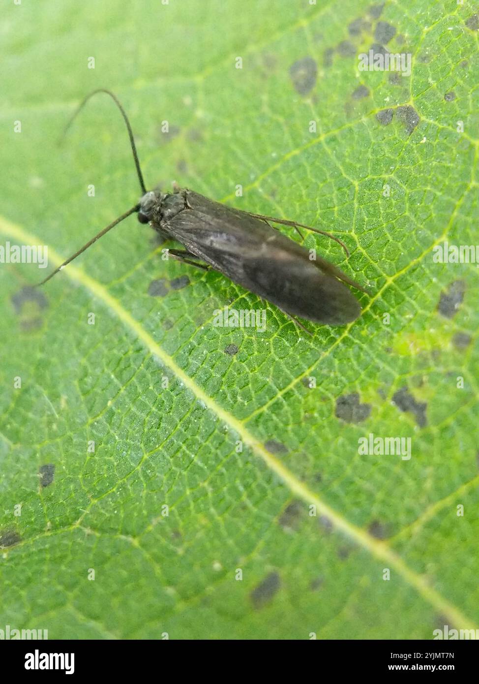 Little Black Caddisflies (Chimarra Stock Photo - Alamy