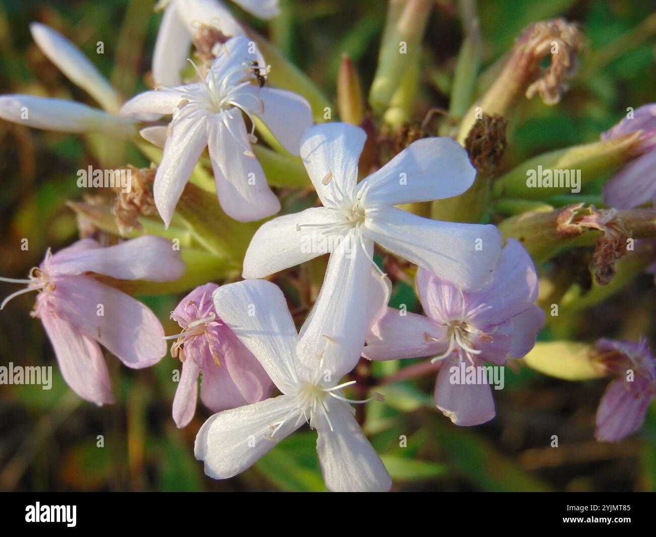 common soapwort (Saponaria officinalis Stock Photo - Alamy