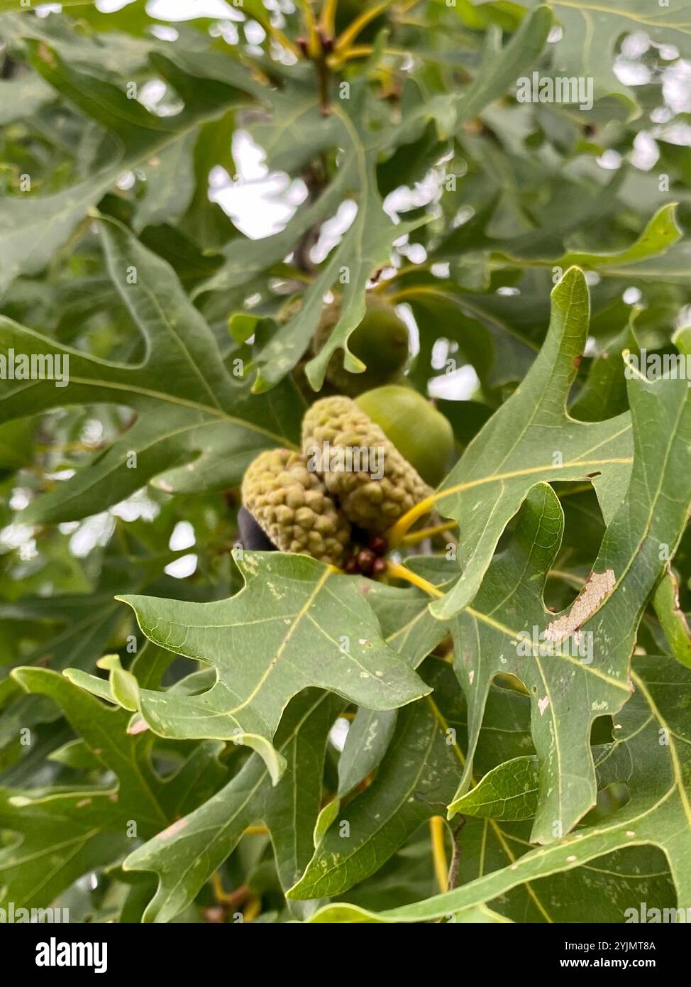 white oak (Quercus alba Stock Photo - Alamy