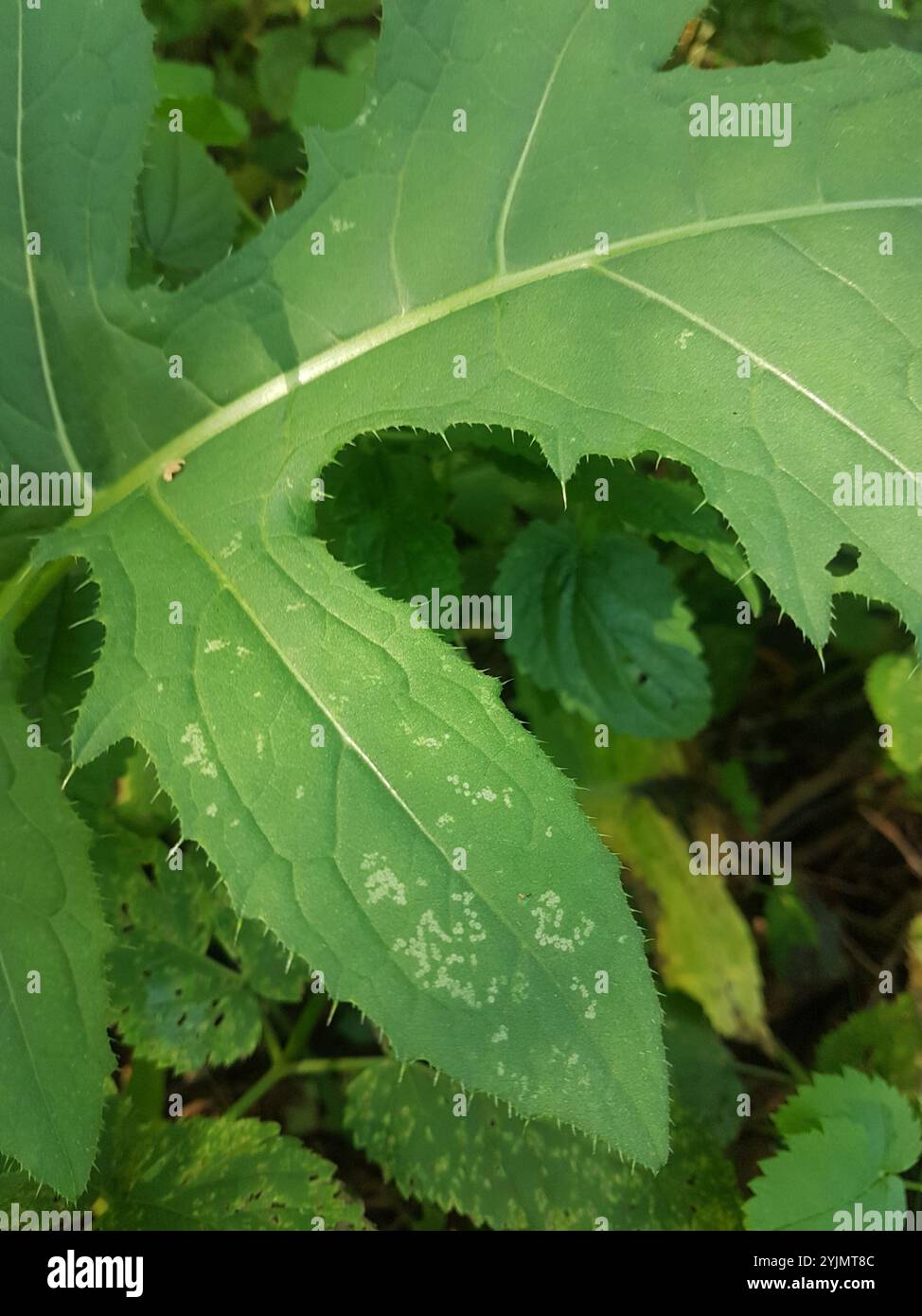 Cabbage Thistle (Cirsium oleraceum Stock Photo - Alamy