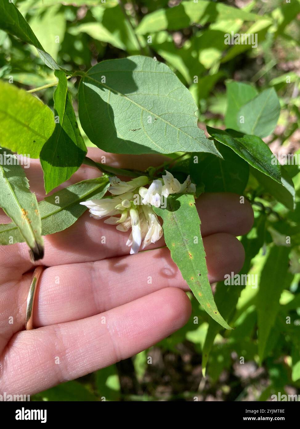 American hog-peanut (Amphicarpaea bracteata Stock Photo - Alamy