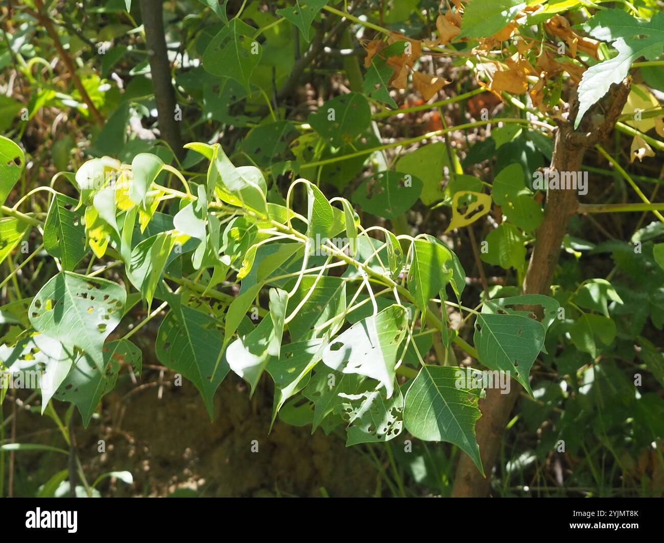 Chinese Tallow (Triadica sebifera Stock Photo - Alamy