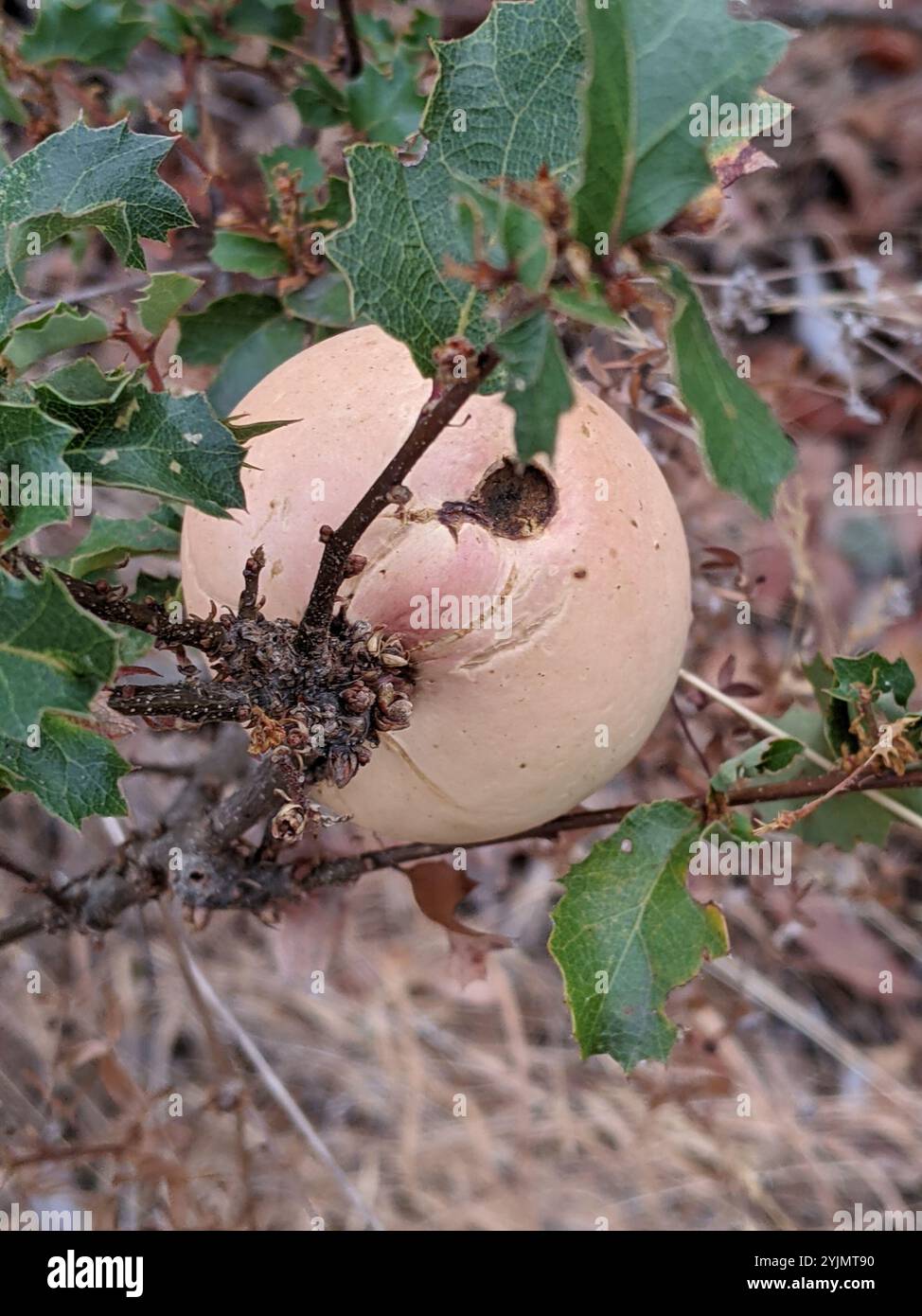 California Gall Wasp (Andricus quercuscalifornicus Stock Photo - Alamy