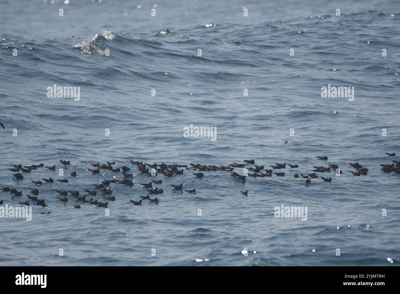 Northern Storm-Petrels (Hydrobates Stock Photo - Alamy