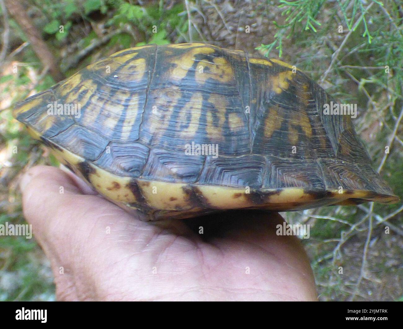 Eastern Box Turtle (Terrapene carolina carolina Stock Photo - Alamy