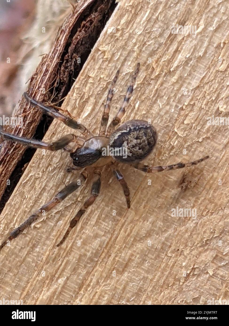 Silver-sided Sector Spider (Zygiella x-notata Stock Photo - Alamy