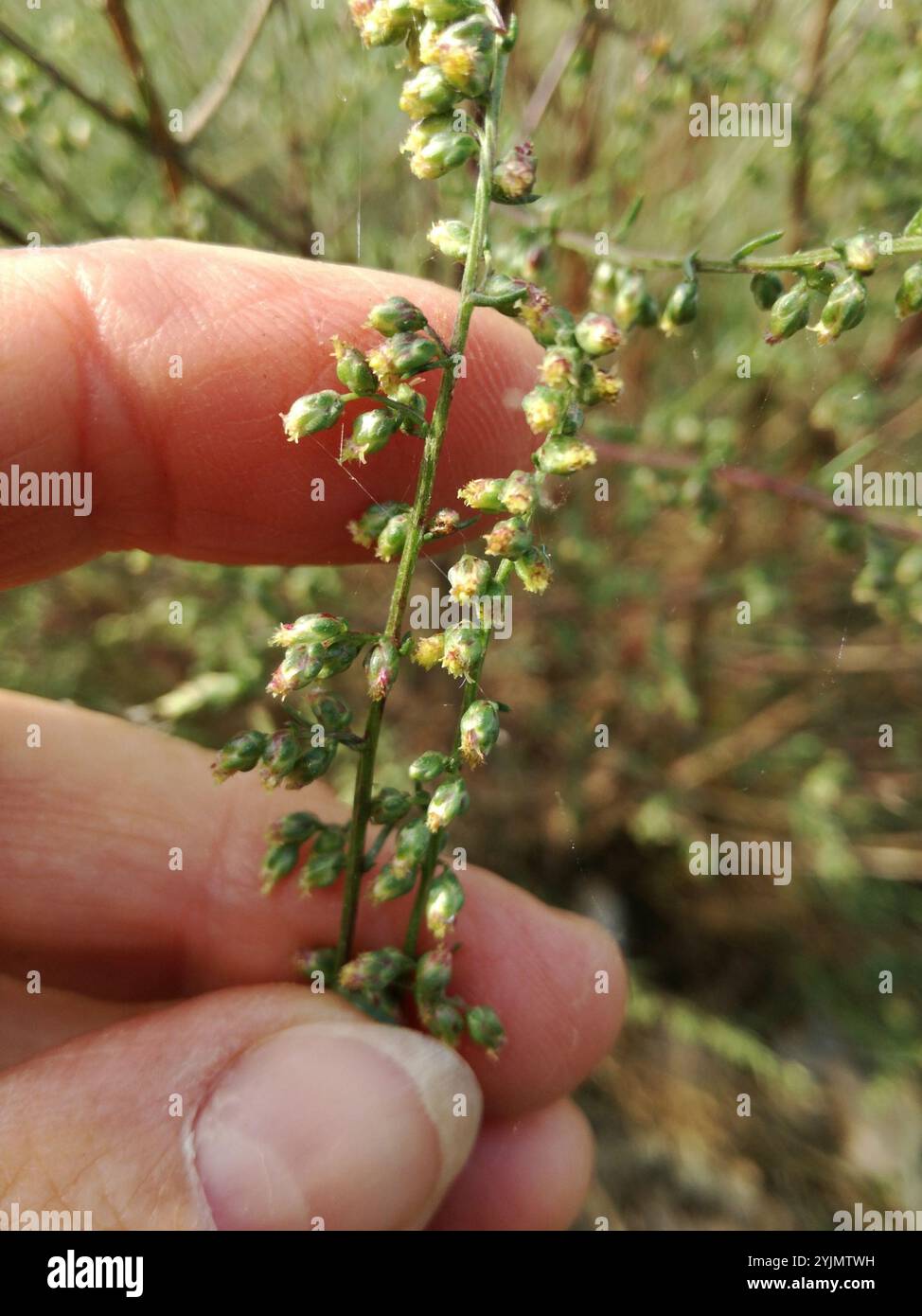 Field Sagewort (Artemisia campestris Stock Photo - Alamy
