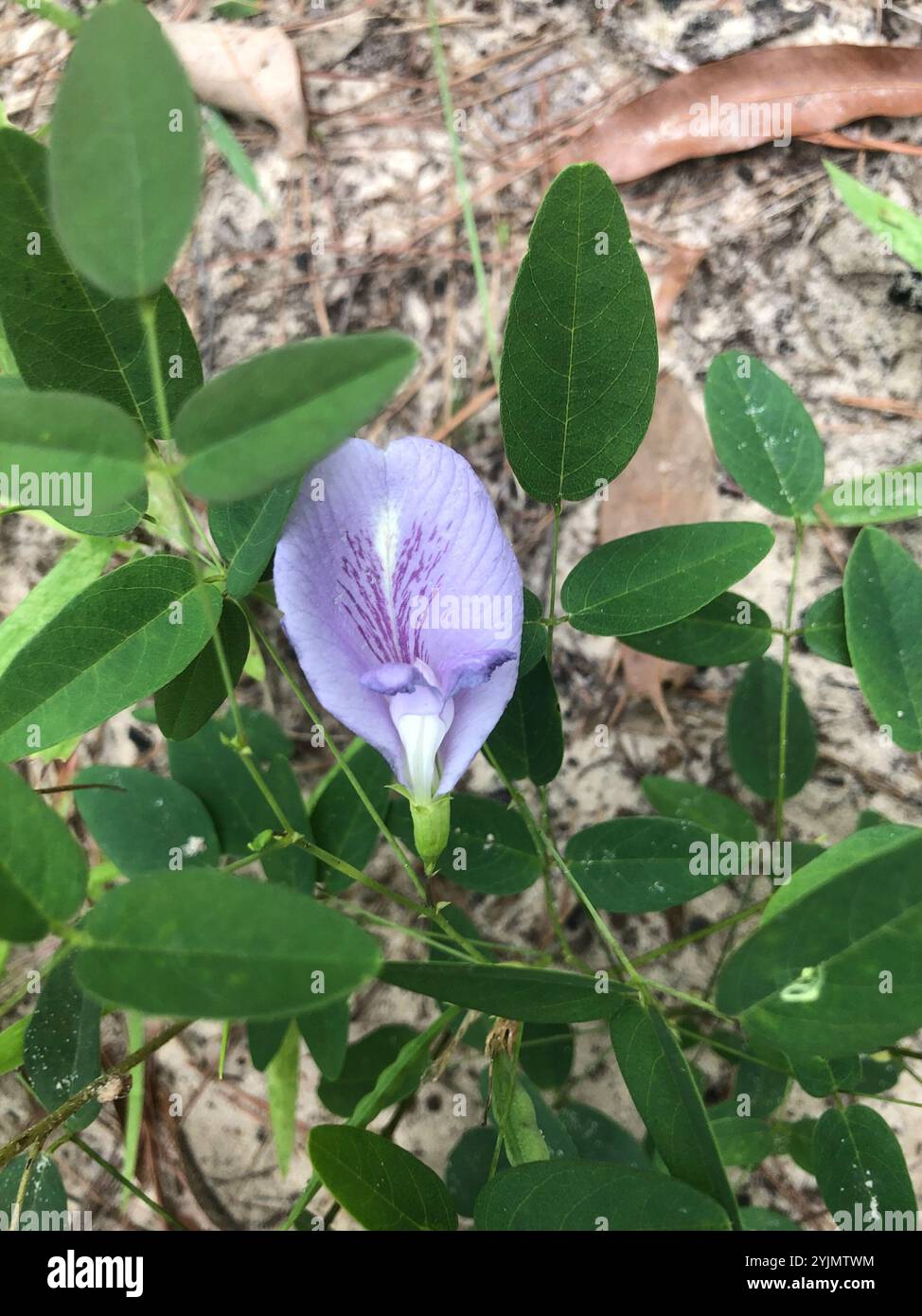 Pigeonwings (Clitoria mariana Stock Photo - Alamy