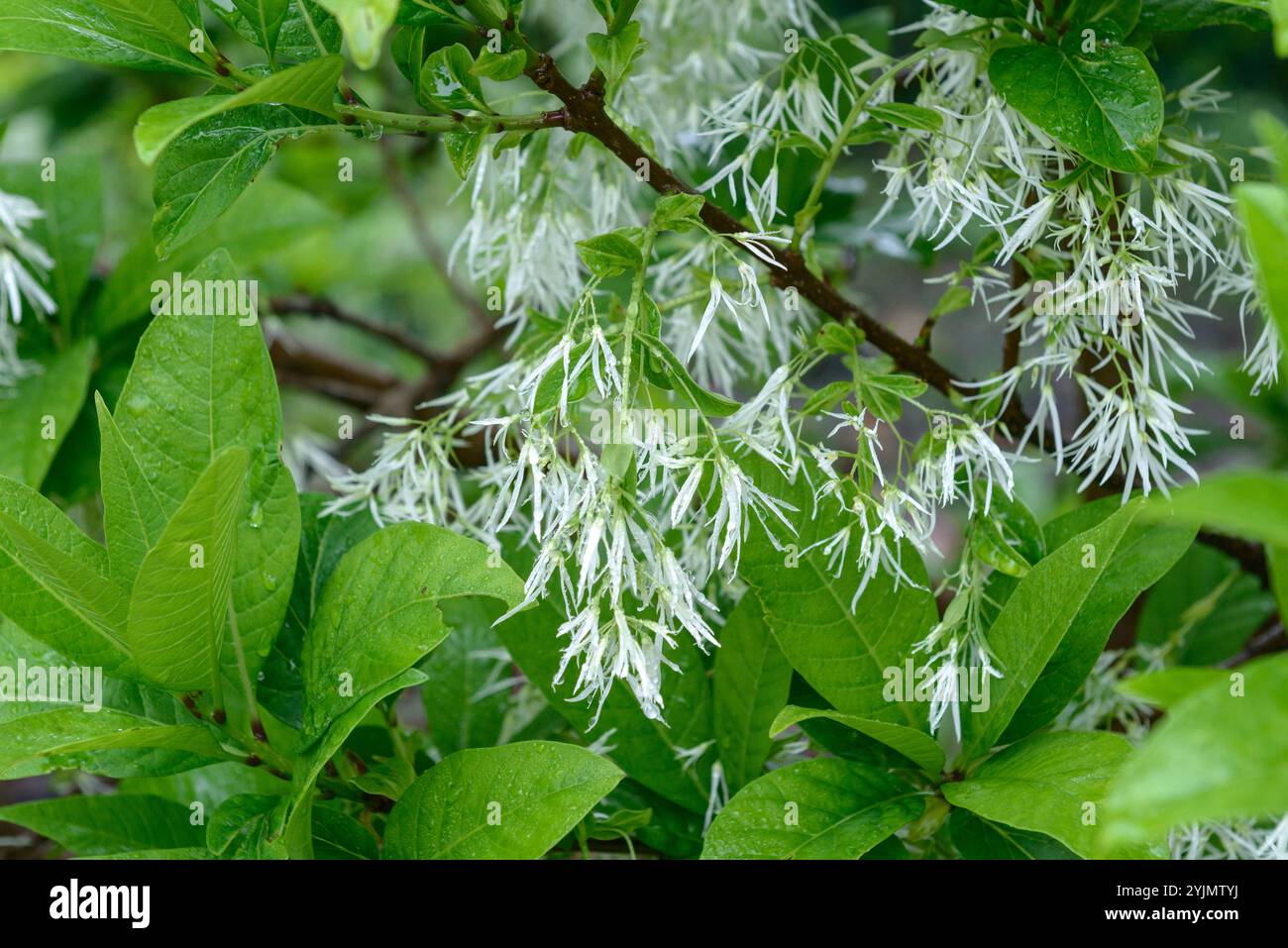Schneeflockenstrauch, Chionanthus virginicus,, Snowflake bush Stock ...