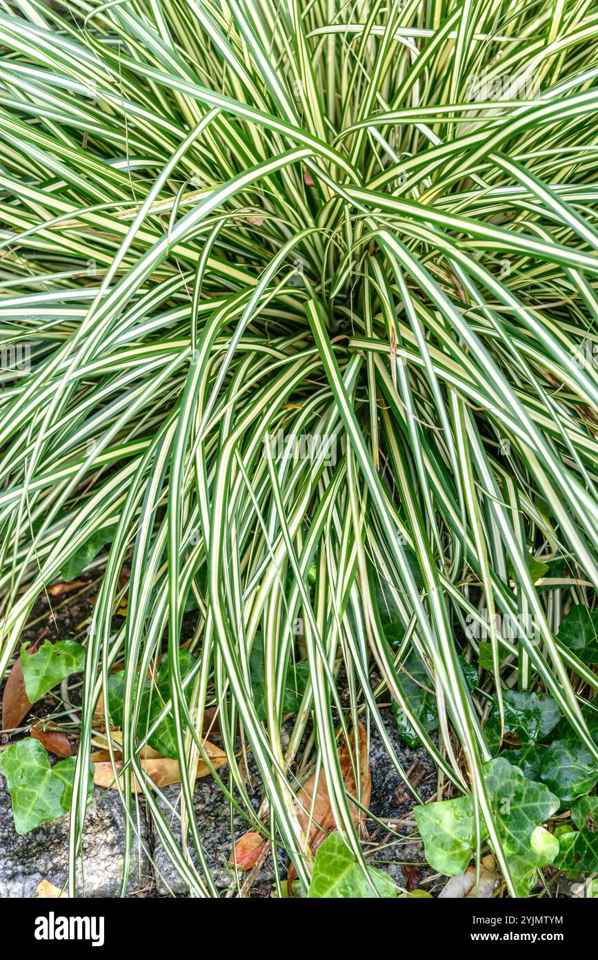 Japan-Gold-Segge, Carex oshimensis Evergold,, Japan gold sedge Stock ...