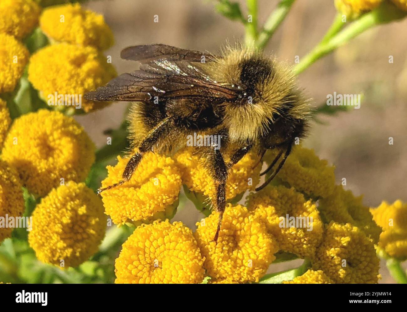 (Bombus flavidus flavidus Stock Photo - Alamy