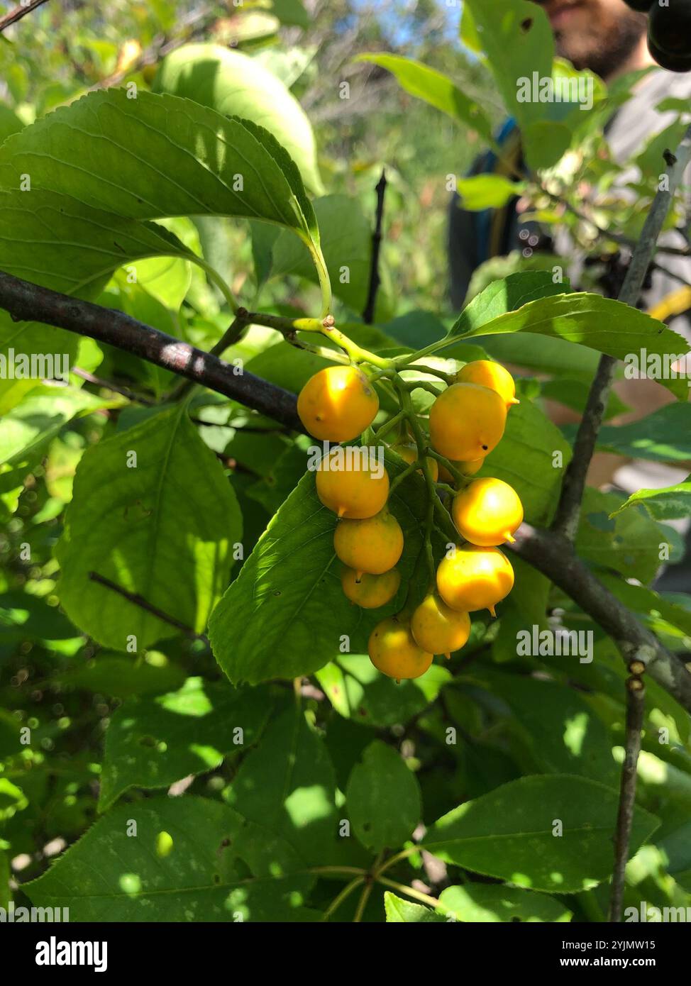 American bittersweet (Celastrus scandens Stock Photo - Alamy
