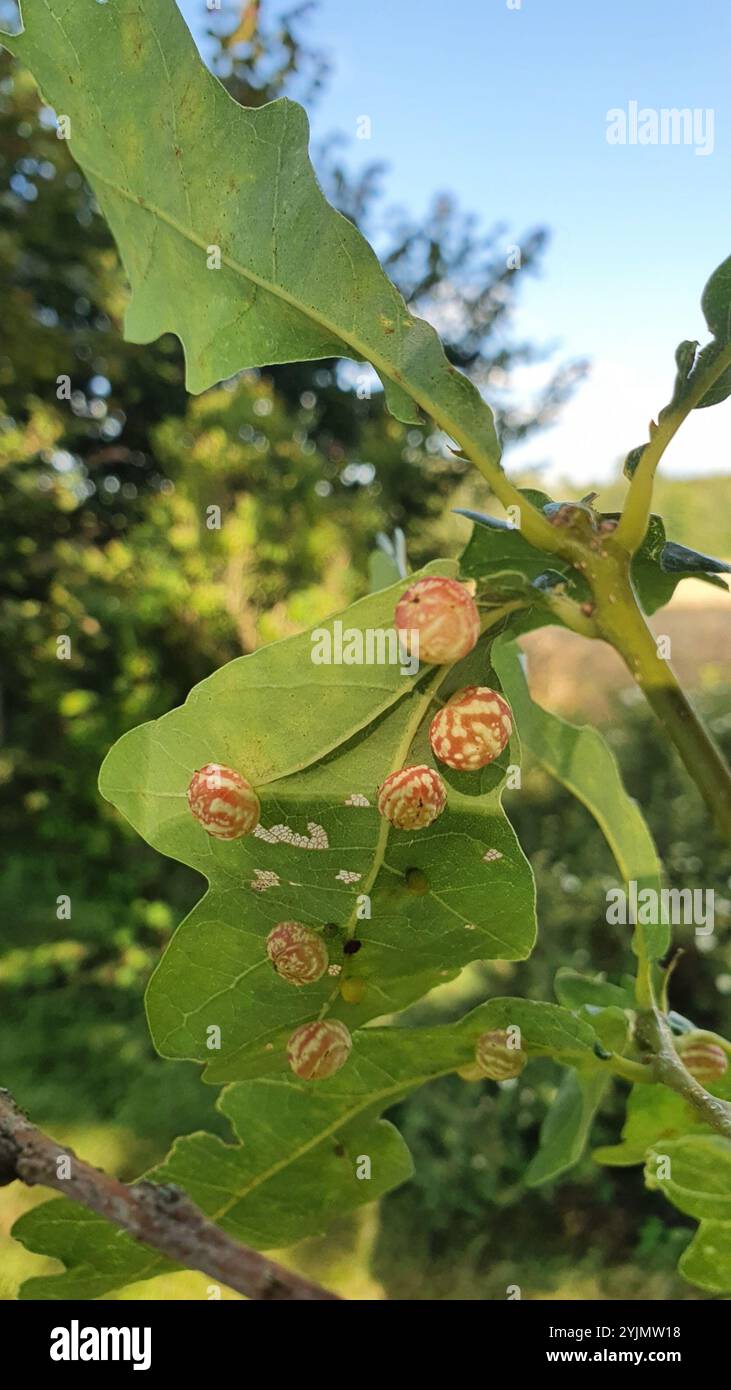 Striped Pea Gall Wasp (Cynips longiventris Stock Photo - Alamy
