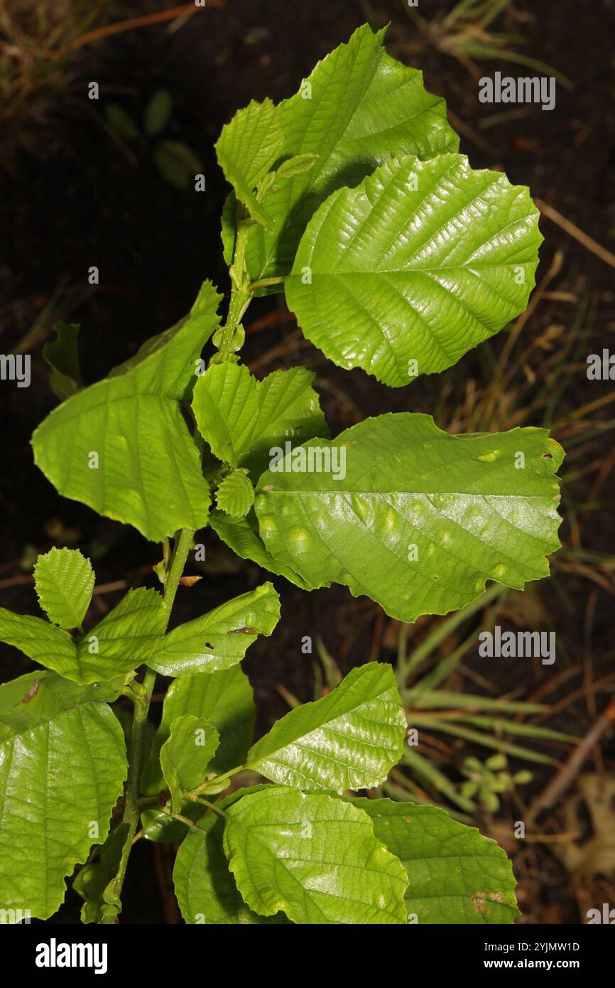 common alder (Alnus glutinosa Stock Photo - Alamy