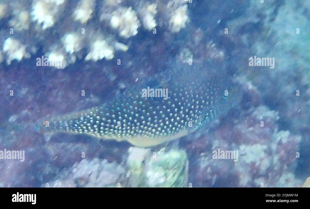Pearl Toby (Canthigaster margaritata Stock Photo - Alamy