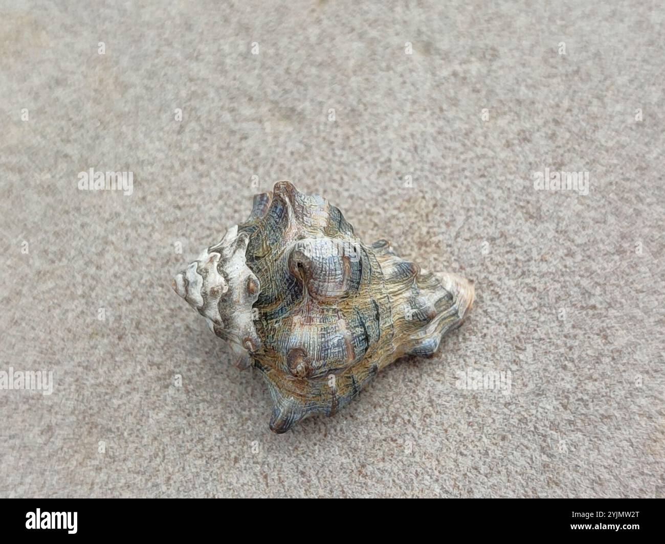 common Pacific vase (Vasum turbinellus Stock Photo - Alamy