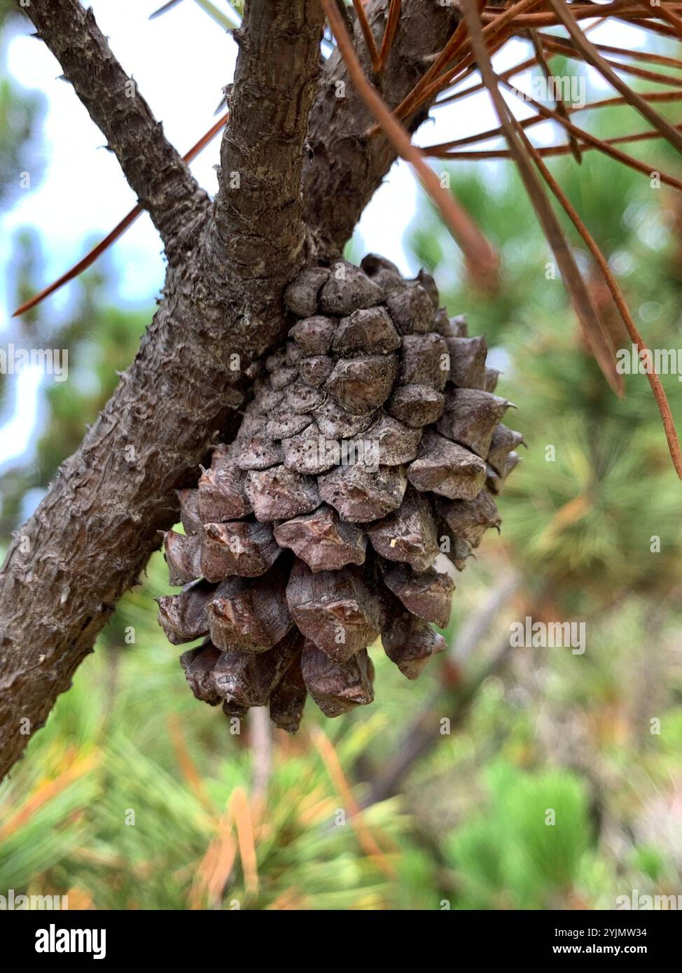 Shore Pine (Pinus contorta contorta Stock Photo - Alamy