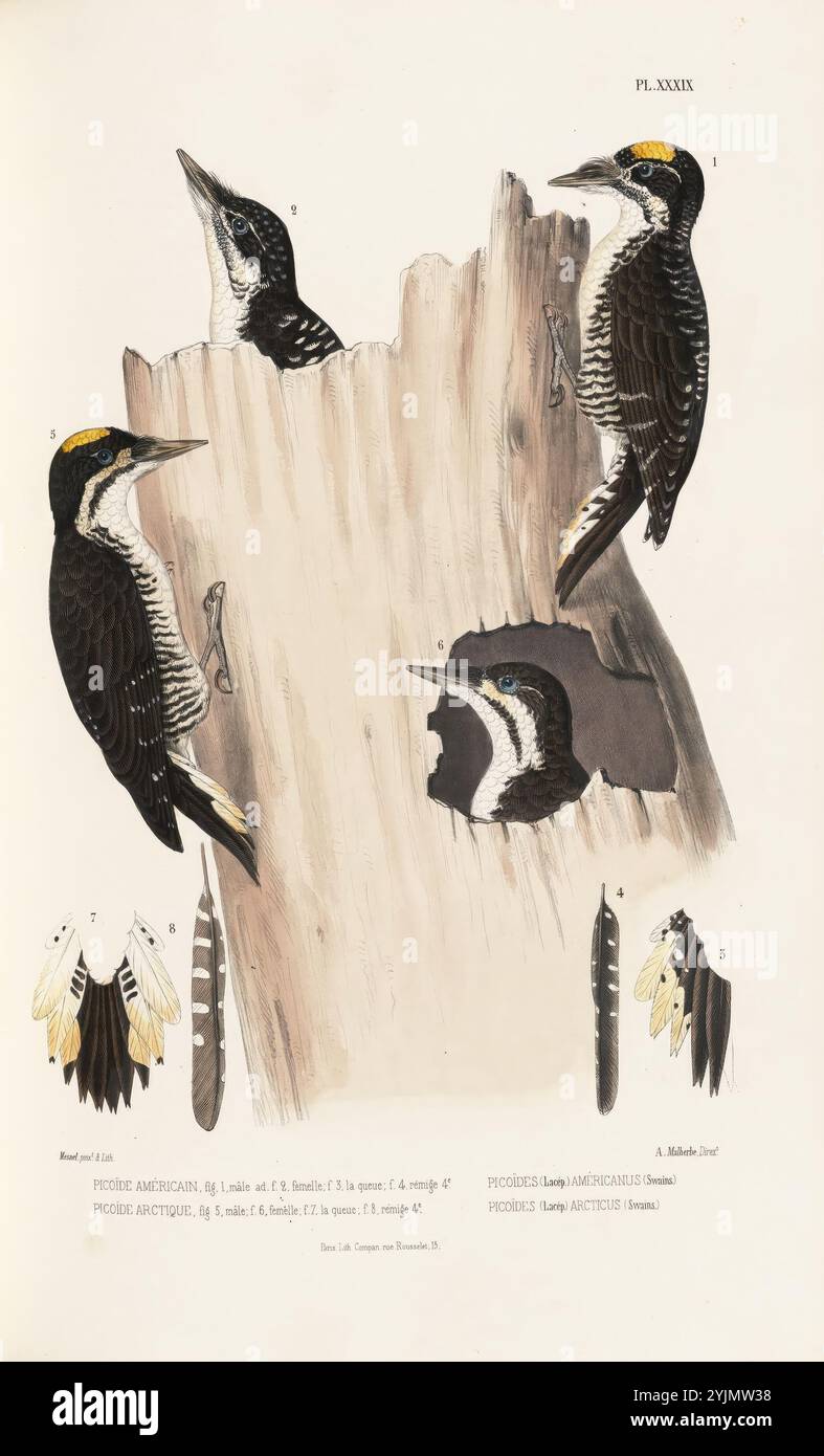 Detailed markings indicate hi-res stock photography and images - Alamy