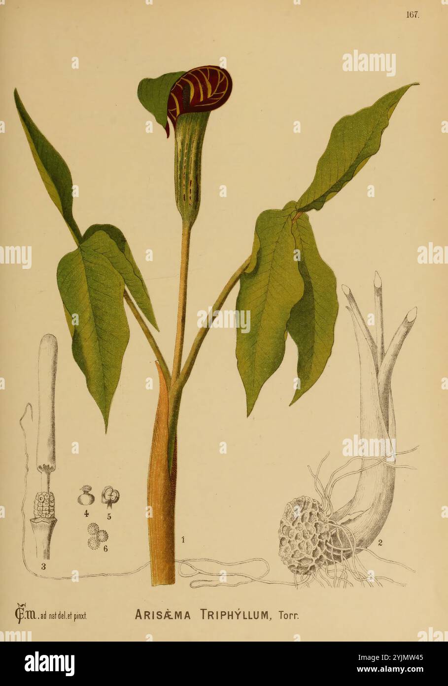 Tuberous root system offers insight hi-res stock photography and images ...