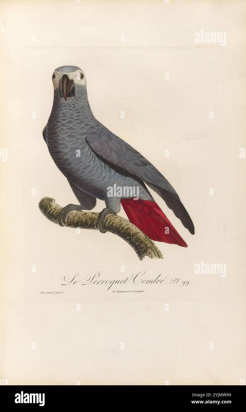A detailed illustration of a gray parrot perched on a branch ...