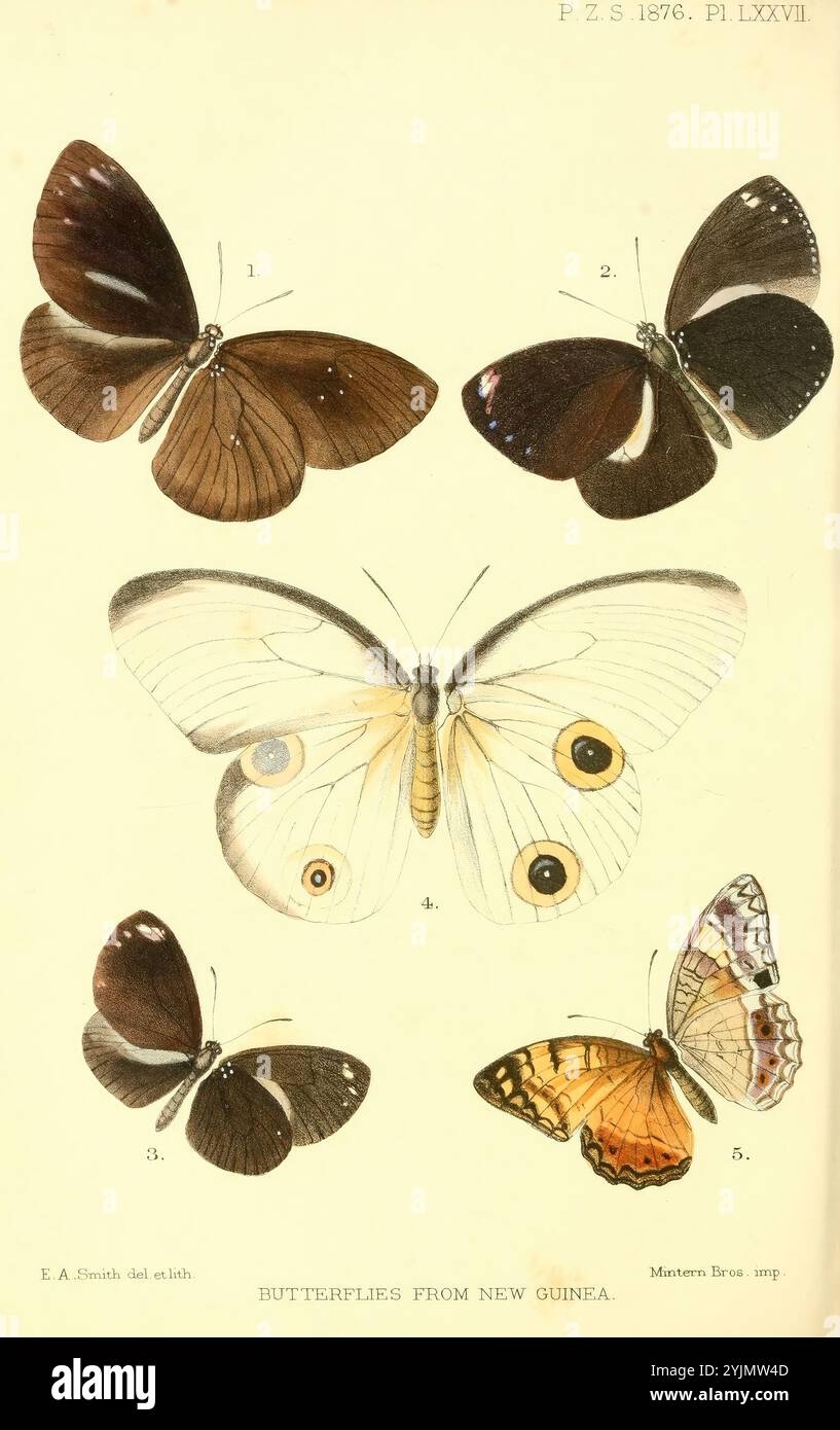 Five butterfly specimens hi-res stock photography and images - Alamy