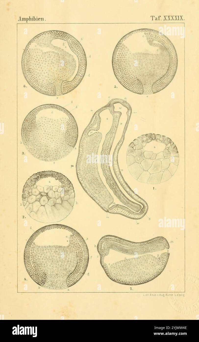 The illustration showcases a series of intricate diagrams depicting ...